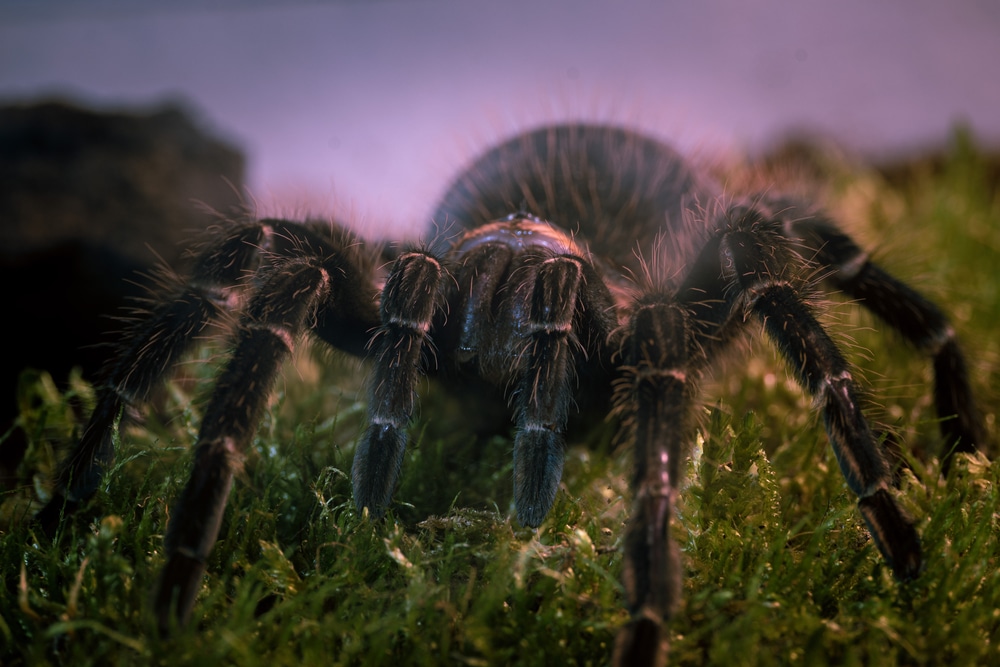 Identifican una nueva especie de tarántula en Cuba.